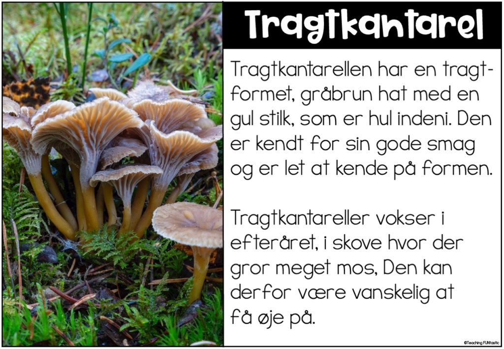 Læsekort svampe med spørgsmålskort | Teaching Funtastic